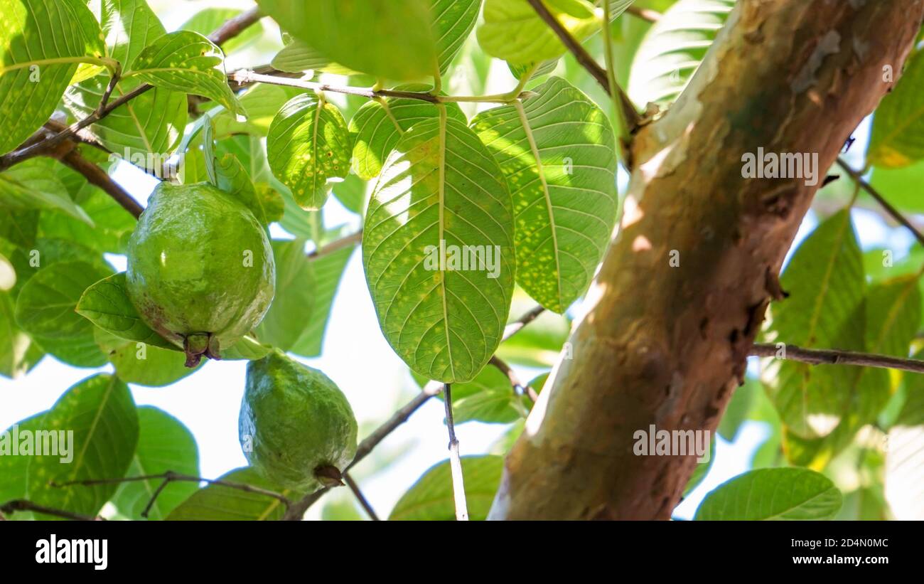 Young guava fruit on branch hi-res stock photography and images - Alamy