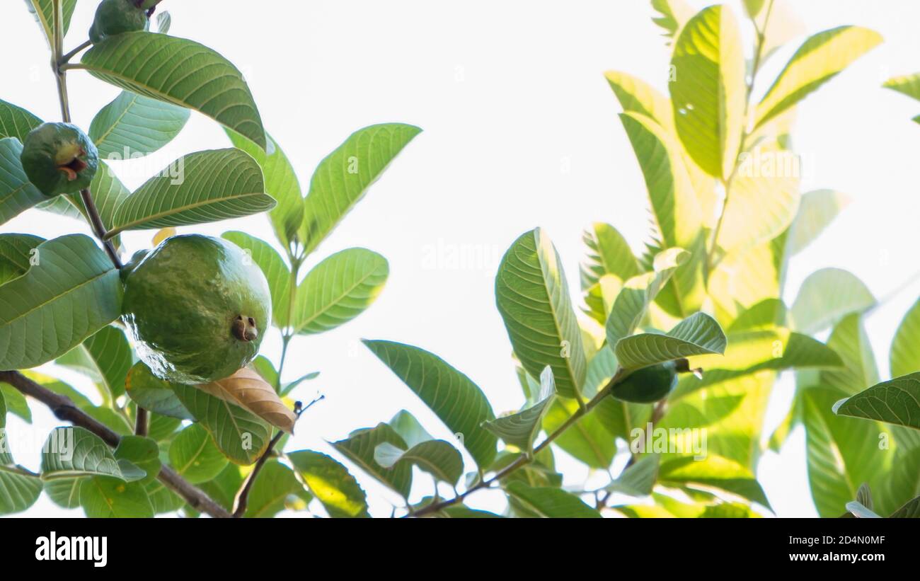 Young guava hi-res stock photography and images - Alamy