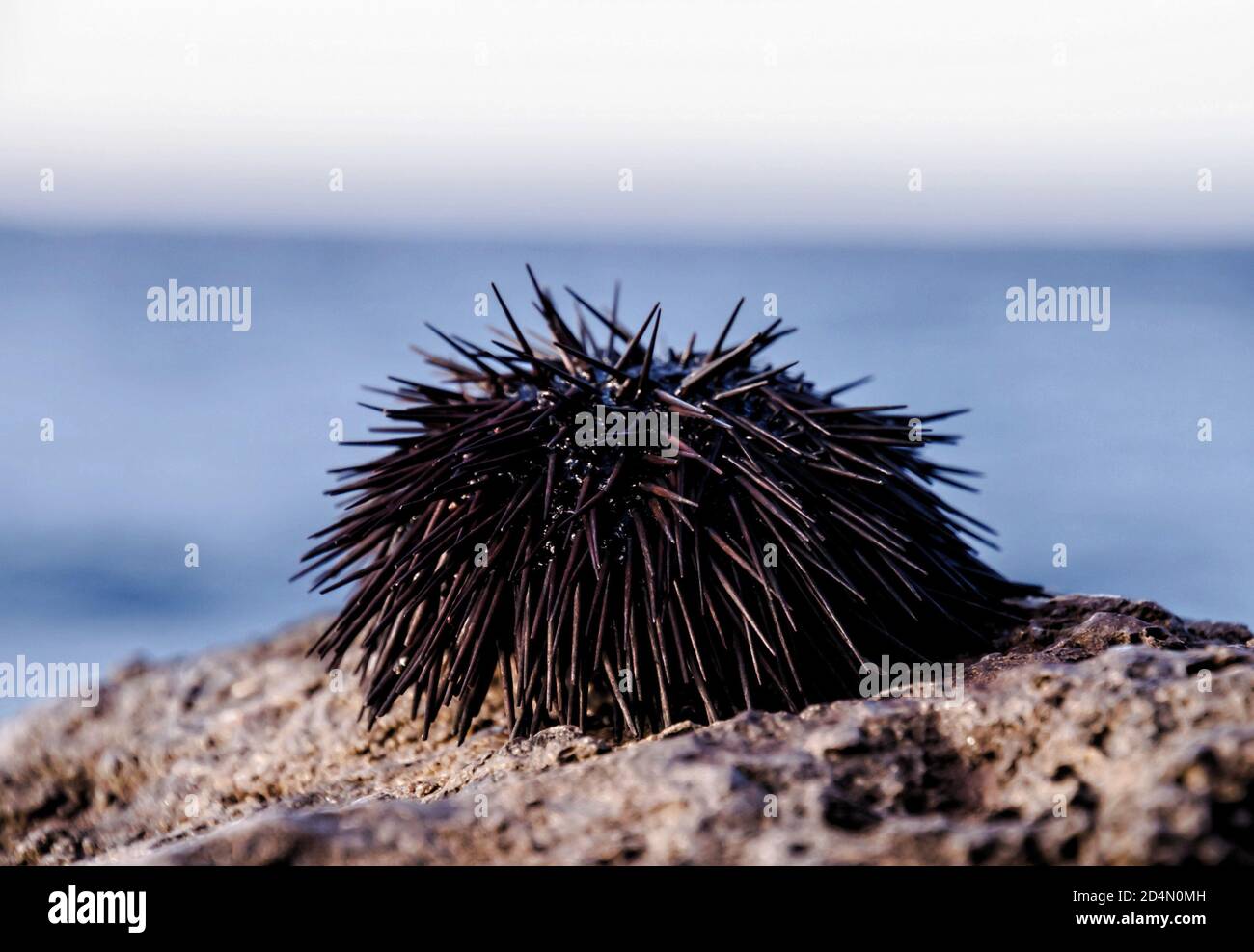 Macro photograph sea urchin hi-res stock photography and images - Alamy