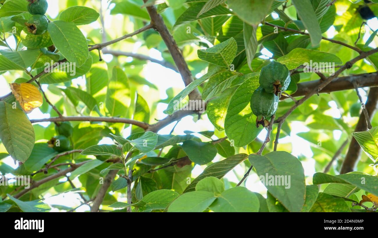 Young guava fruit on branch hi-res stock photography and images - Alamy
