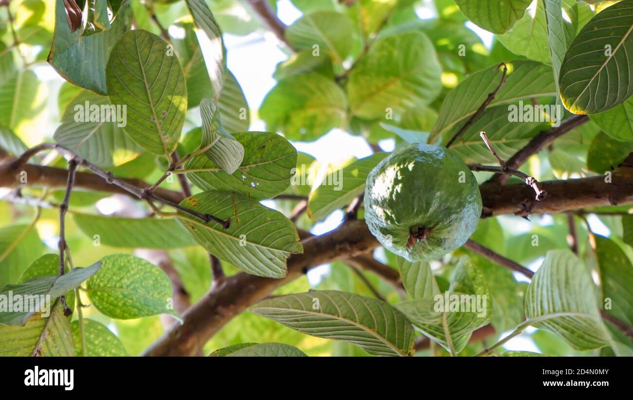 Young Guava Tree High Resolution Stock Photography and Images - Alamy