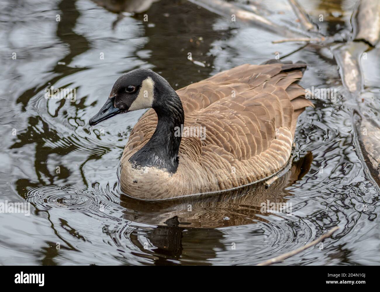 Canada Goose at Tylee Marsh, Rosemère, Québec, Canada Stock Photo - Alamy