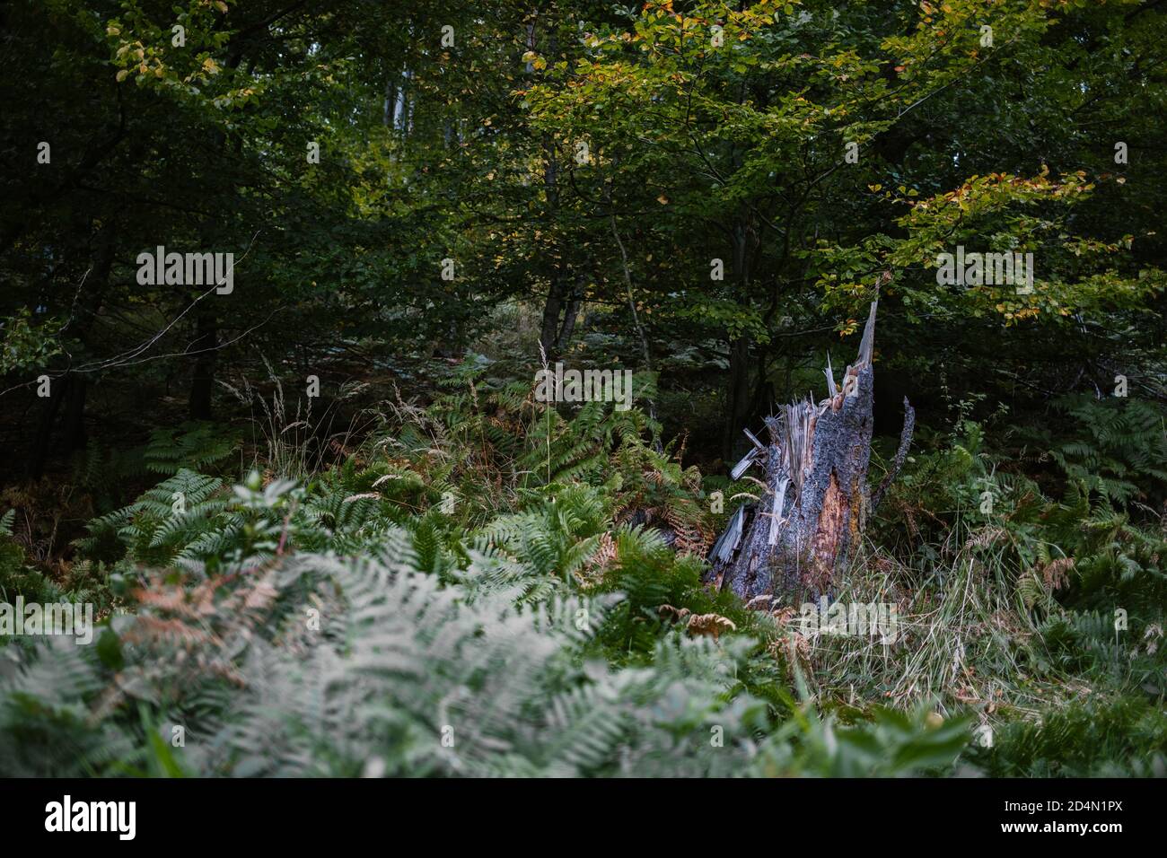 Trunk of a fallen tree in the forest Stock Photo - Alamy
