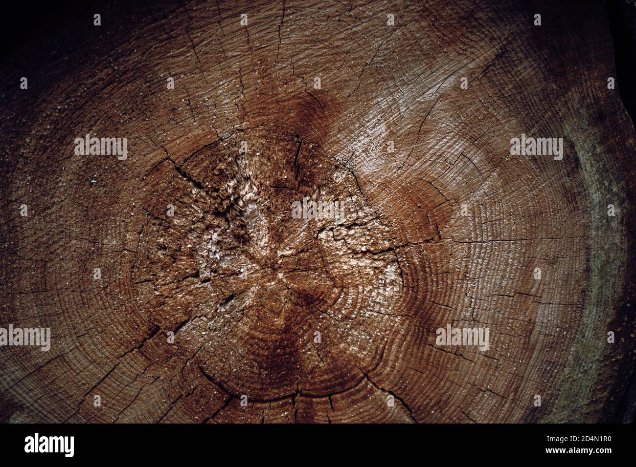 Closeup of a tree stump with brown-white textures Stock Photo - Alamy