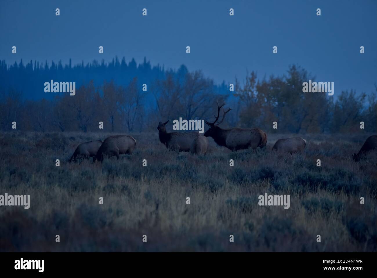 Bull Elk Side View Head High Resolution Stock Photography and Images ...