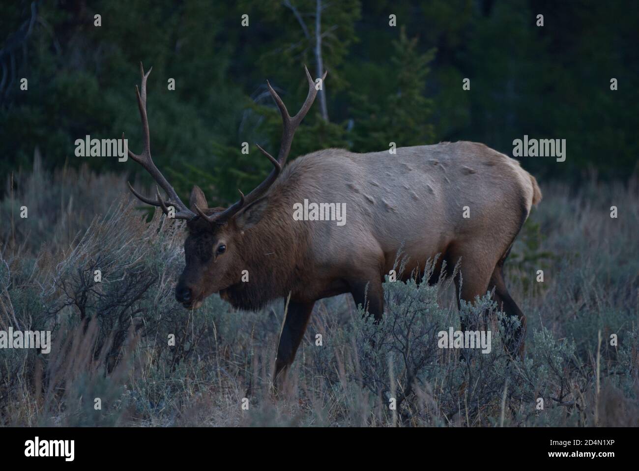 Bull Elk Side View Head High Resolution Stock Photography and Images ...