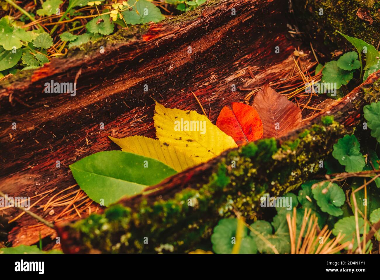Different stages of life hi-res stock photography and images - Alamy