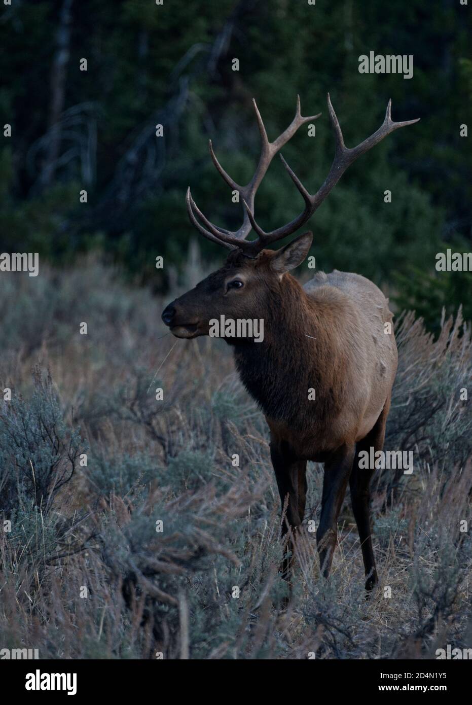 Bull Elk Side View Head High Resolution Stock Photography and Images ...