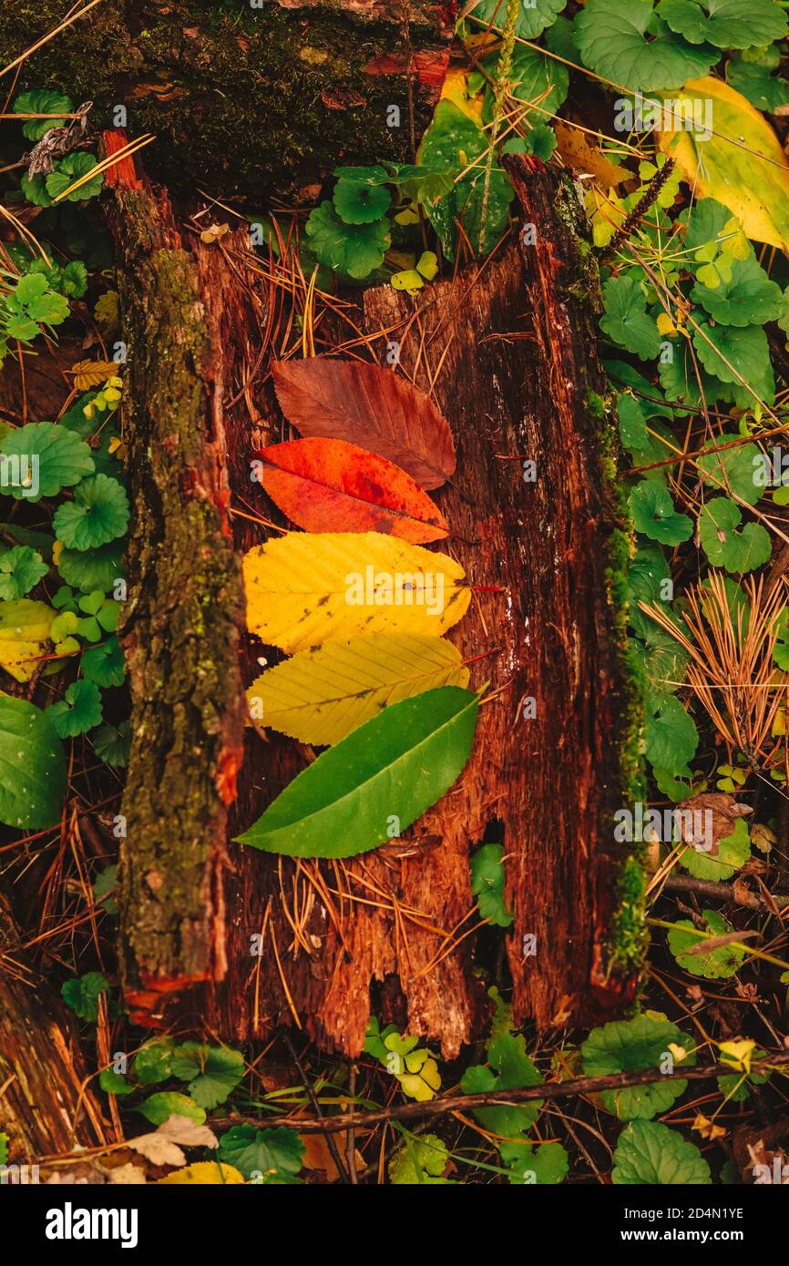 Fall season nature change in color. Autumn concept of leaves life cycle ...