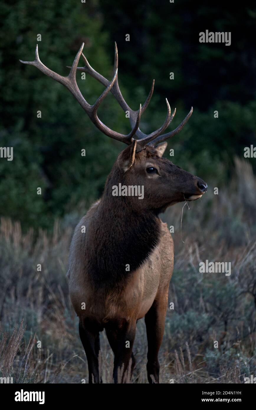 Bull Elk Side View Head High Resolution Stock Photography and Images ...