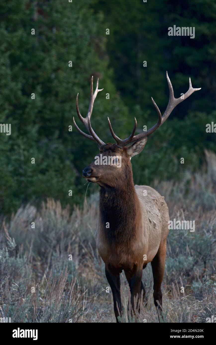 Bull Elk Side View Head High Resolution Stock Photography and Images ...