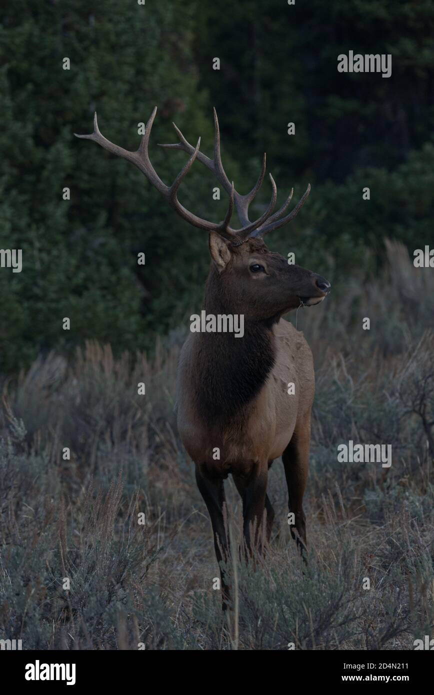 Bull Elk Side View Head High Resolution Stock Photography and Images ...