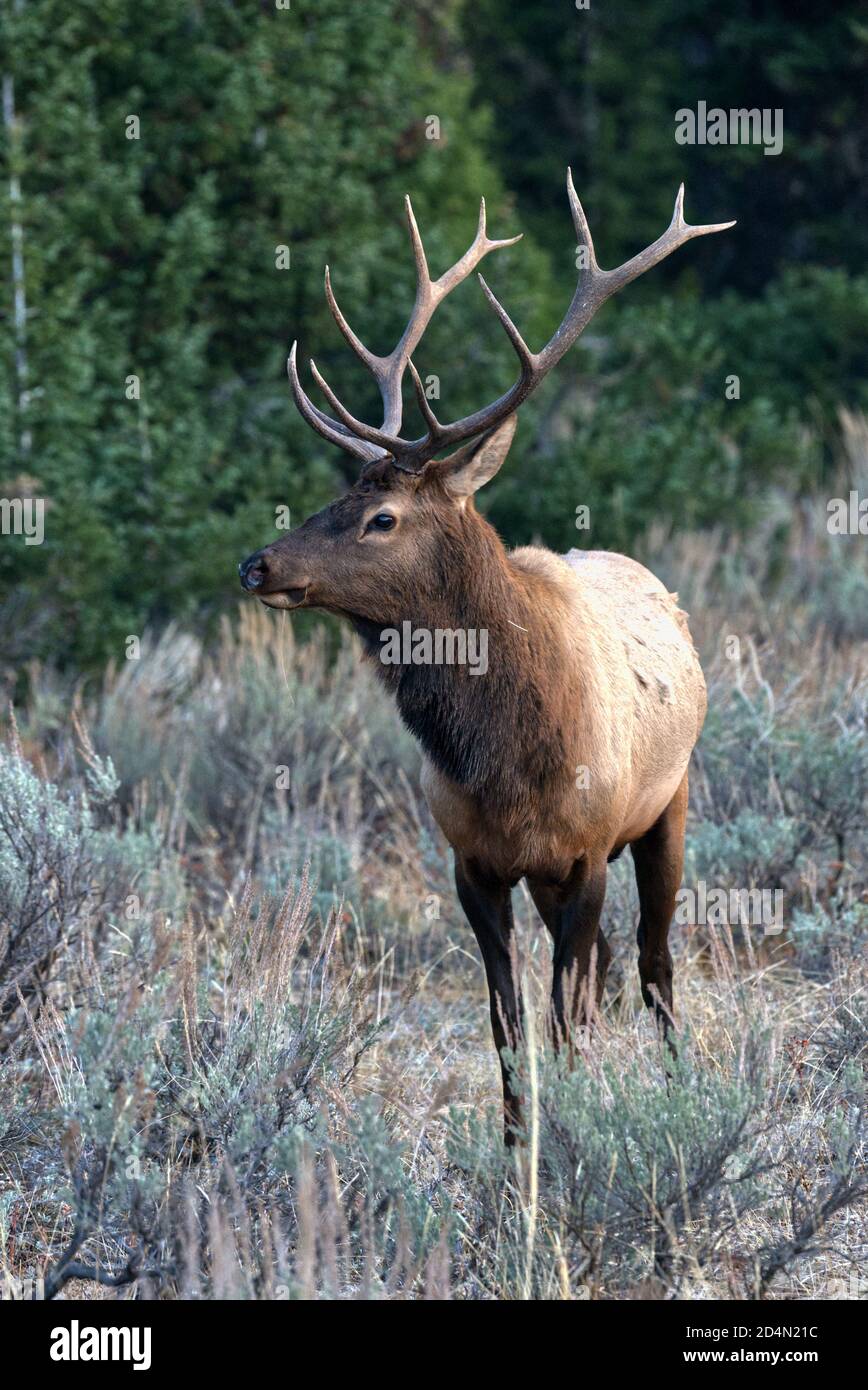 Bull Elk Side View Head High Resolution Stock Photography and Images ...
