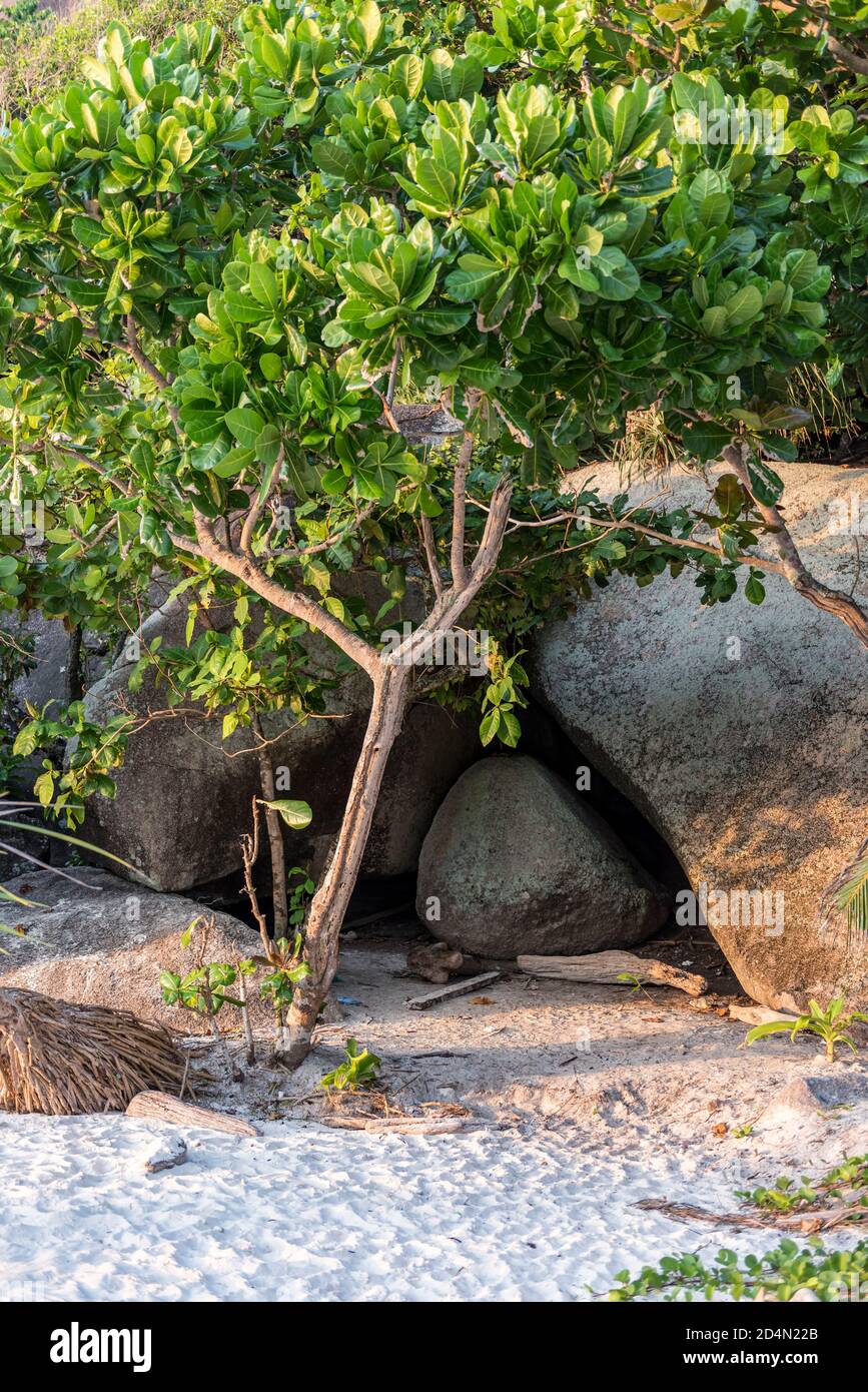 Tropical tree boulders white hi-res stock photography and images - Alamy