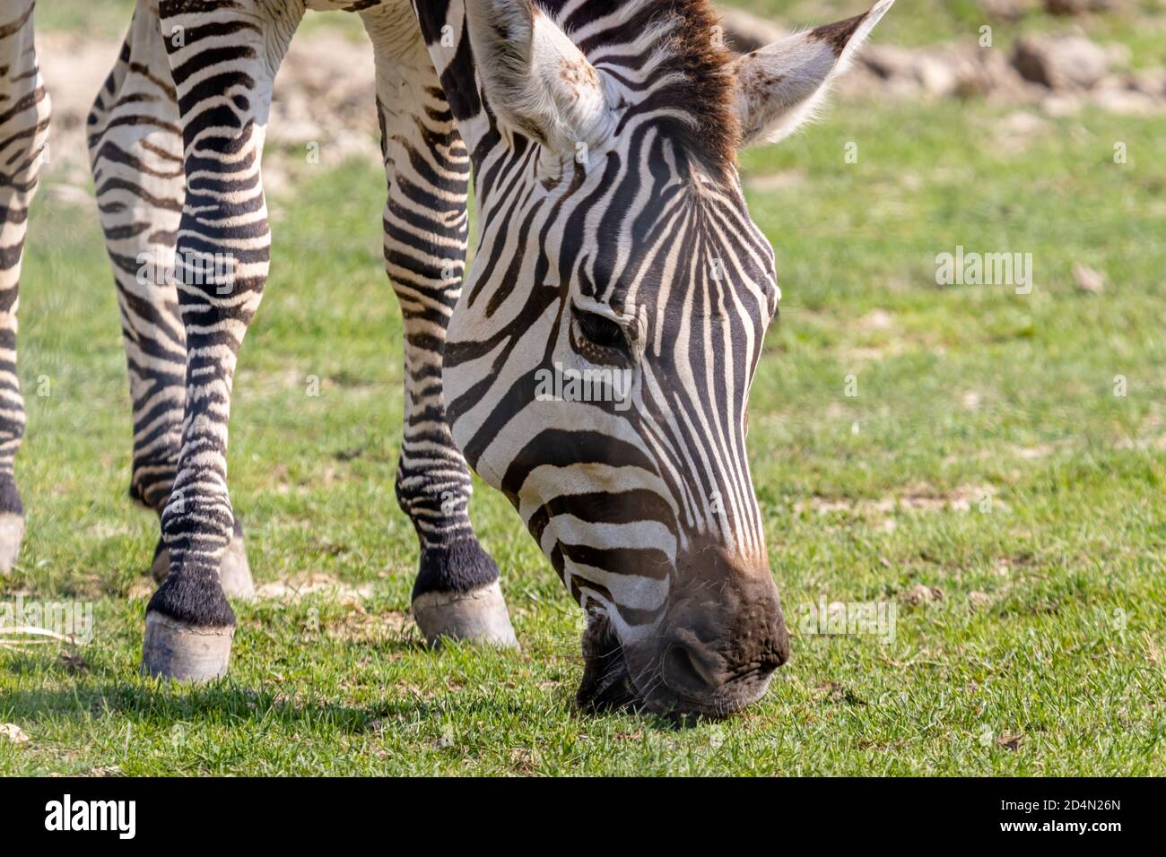 Hippotigris hi-res stock photography and images - Alamy