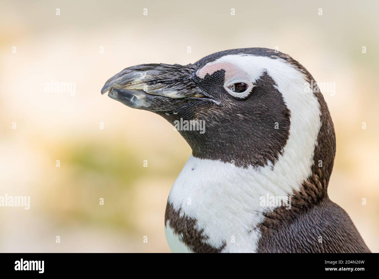 Cape penguin or South African penguin (Spheniscus demersus) portrait ...