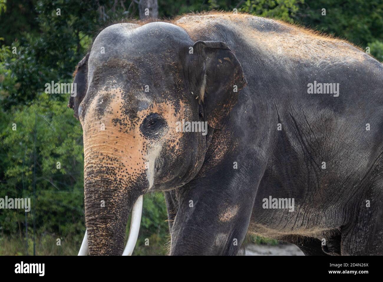Asian or Asiatic elephant (Elephas maximus) with depigmented skin on ...