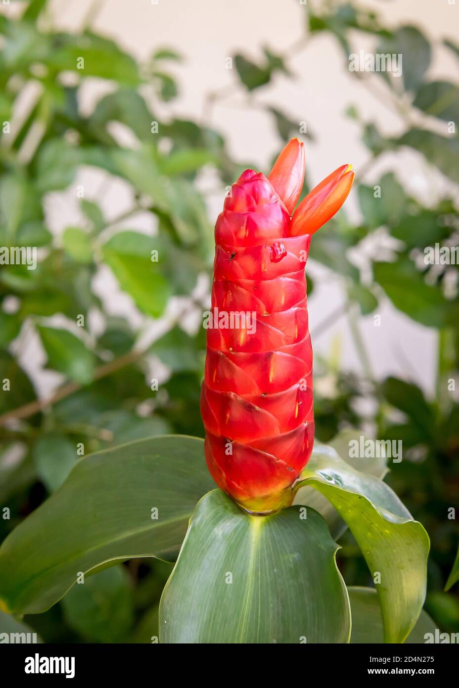 Thai Ginger flower bloom Stock Photo - Alamy
