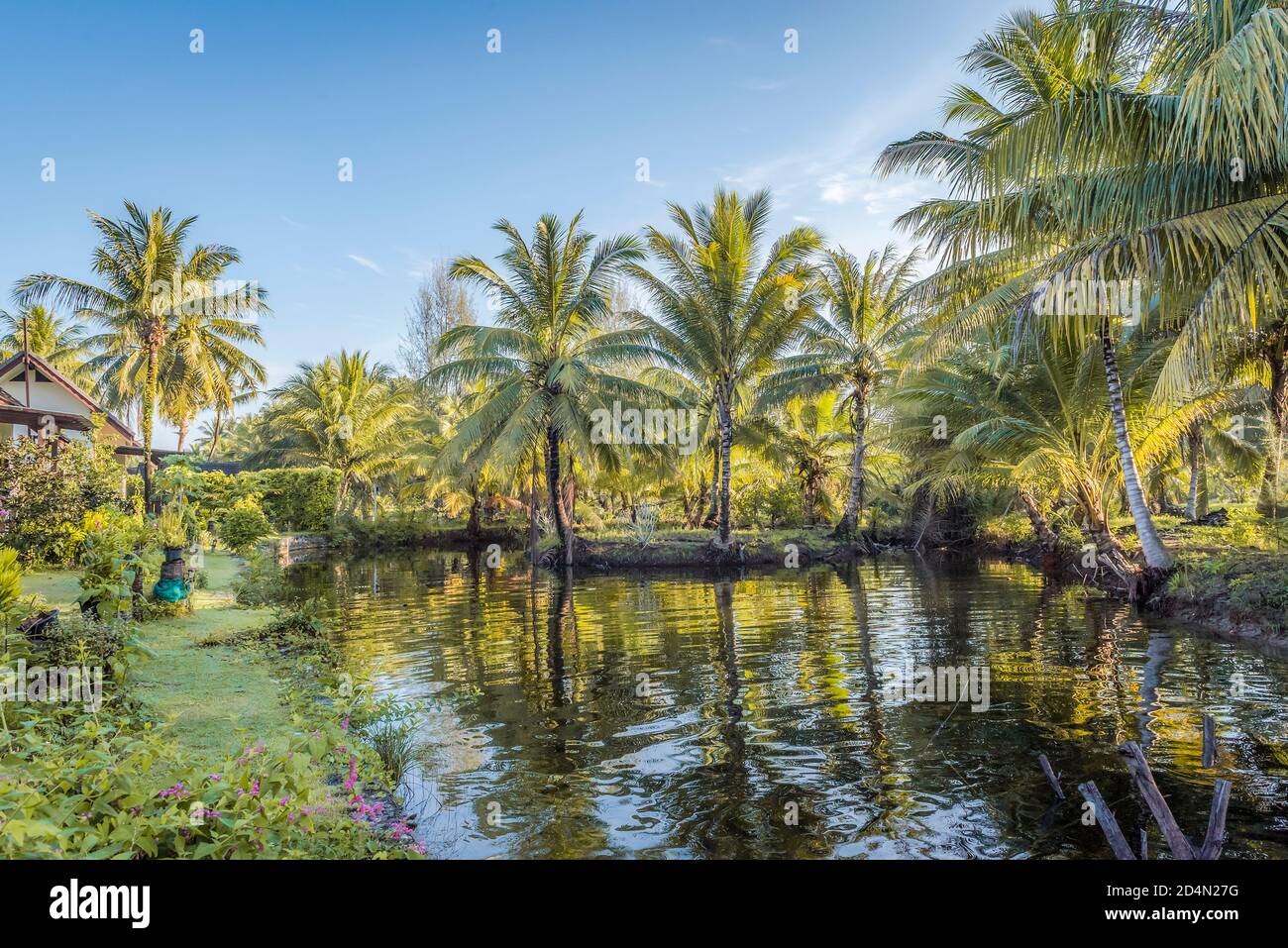 Pond surrounded by palm trees near the village in the jungle Stock ...