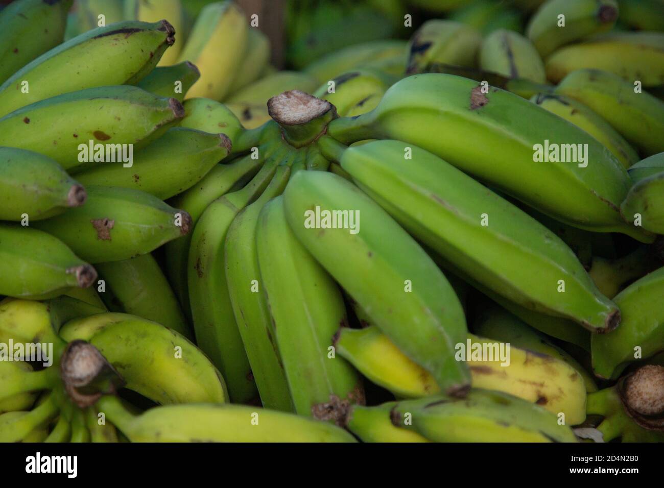 Closeup shot of green Saba bananas in a market Stock Photo - Alamy