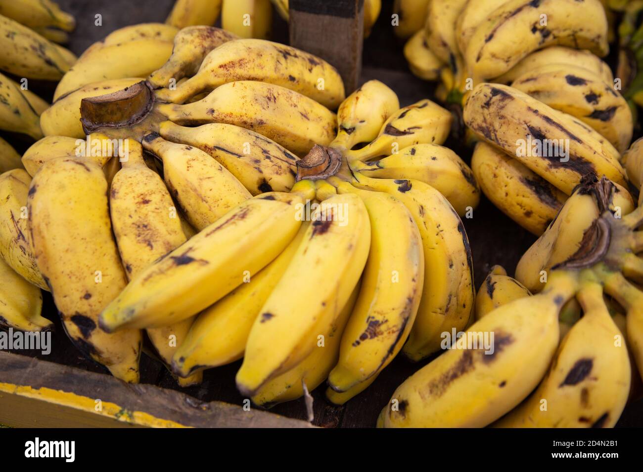 Closeup of ripe bananas in containers in a market under the sunlight ...