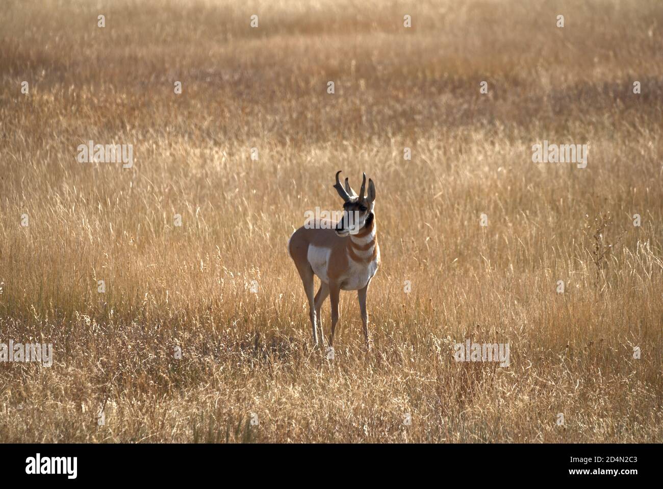 Pronghorn Antelope Grand Teton High Resolution Stock Photography and ...