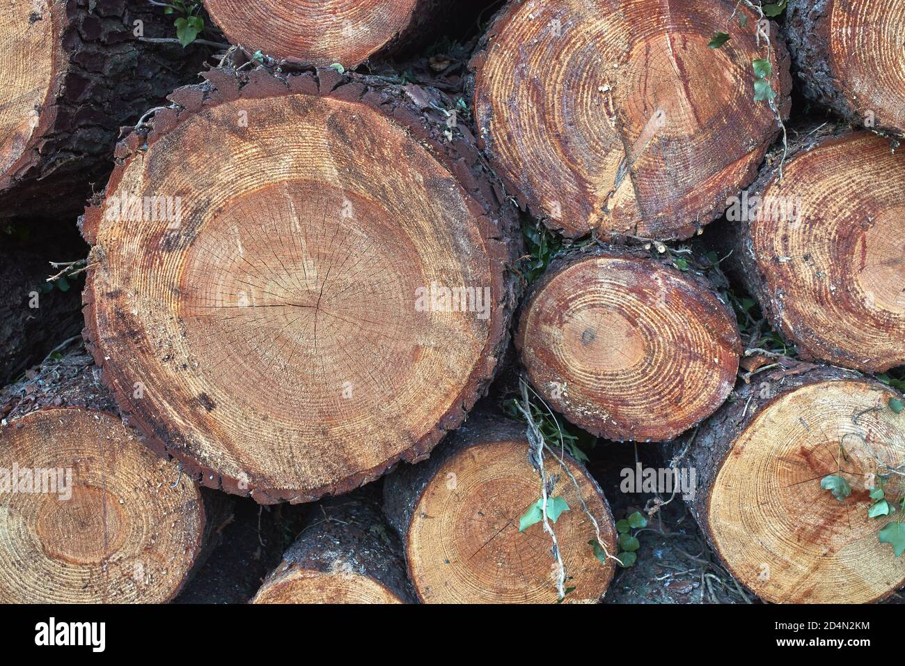 Closeup shot of cut and stacked tree logs ready for transport Stock ...