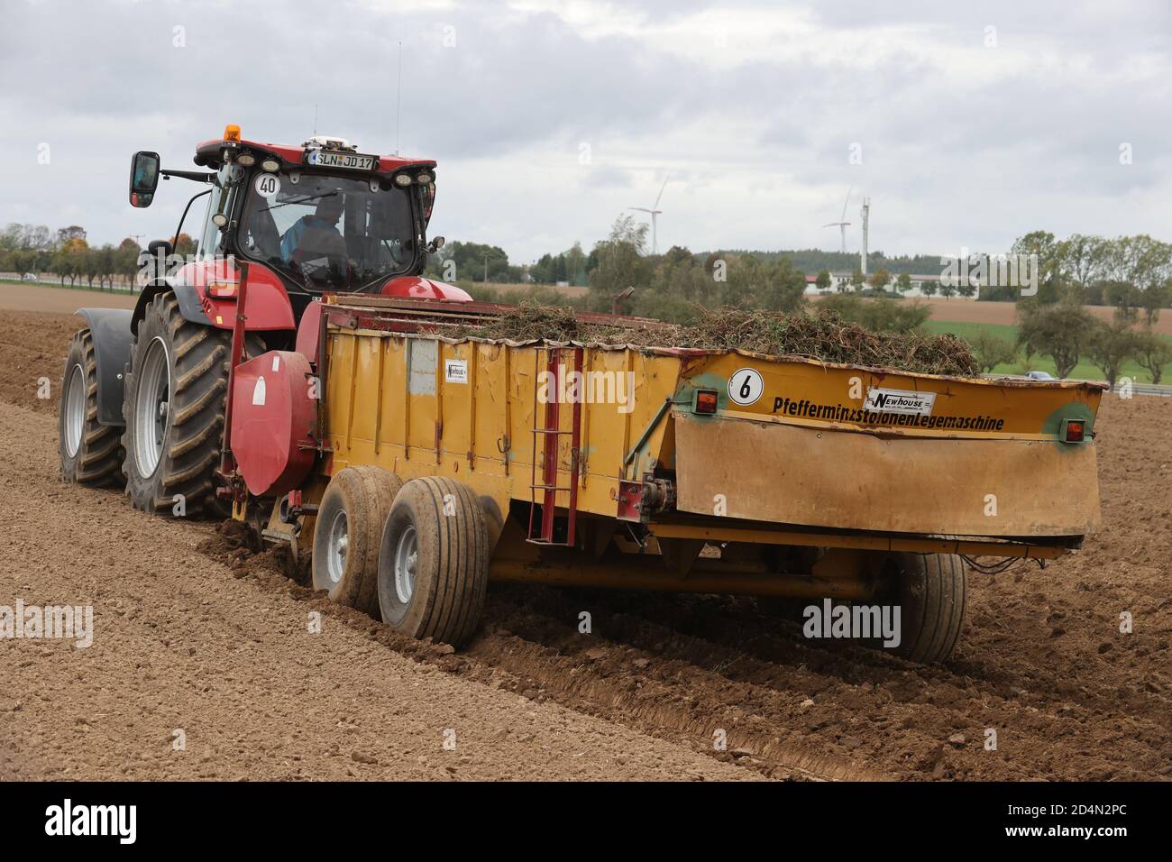 Spreads by stolons hi-res stock photography and images - Alamy