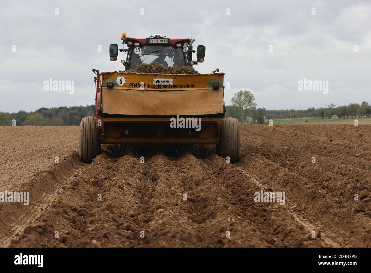 Spreads by stolons hi-res stock photography and images - Alamy