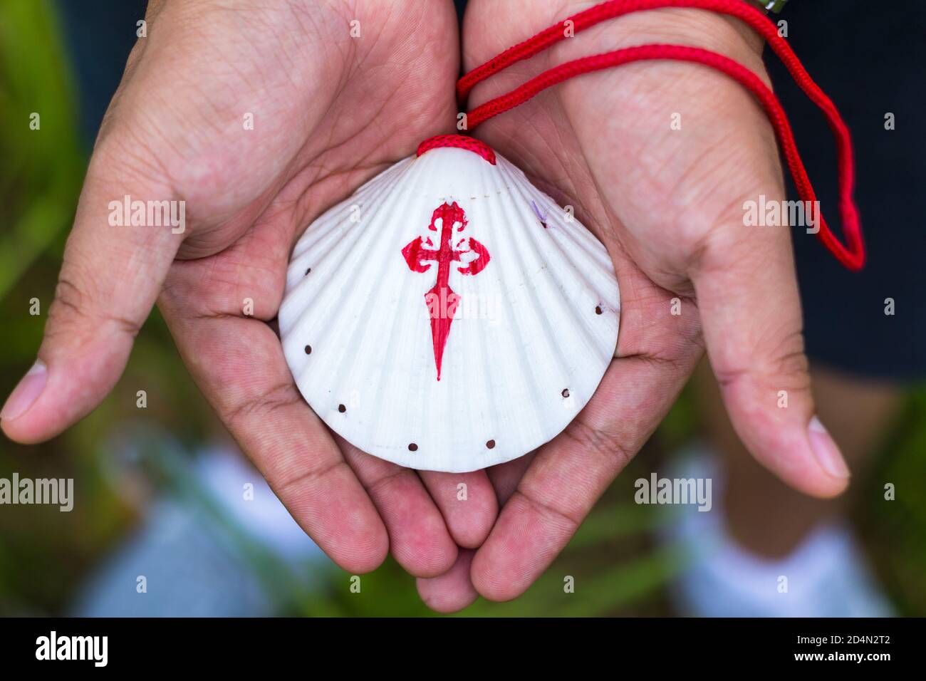 A white scallop shell emblazoned with a cross used by pilgrims of a ...