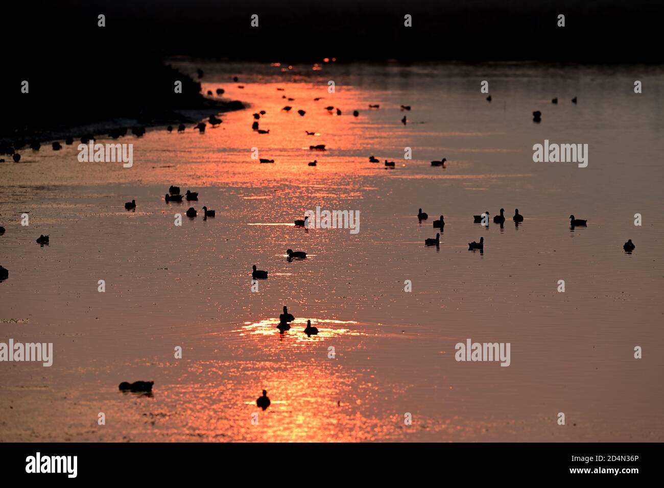 Sunset Colors and Ducks in the Lake Stock Photo - Alamy