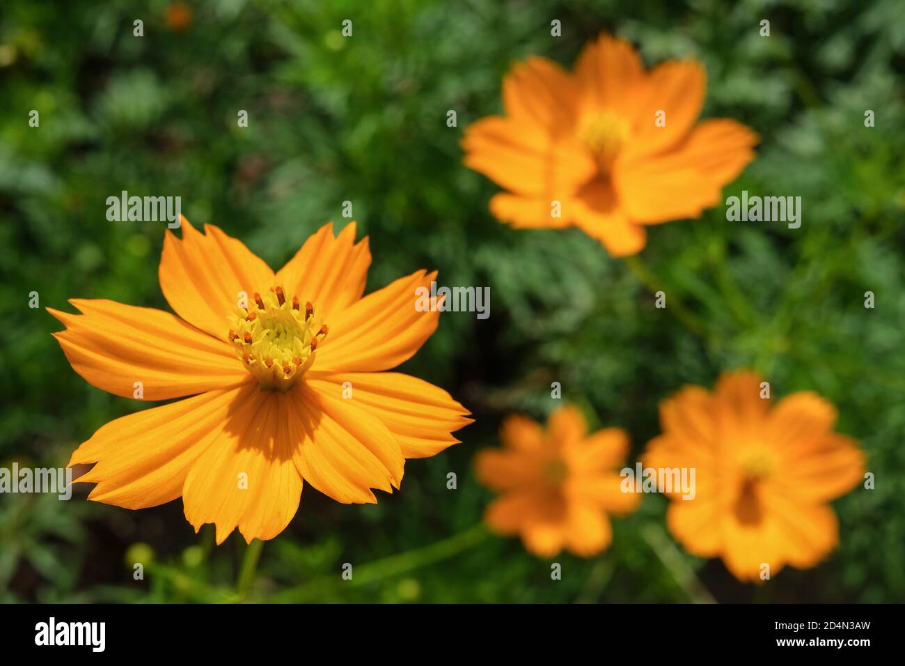 Sulfur cosmos hi-res stock photography and images - Alamy