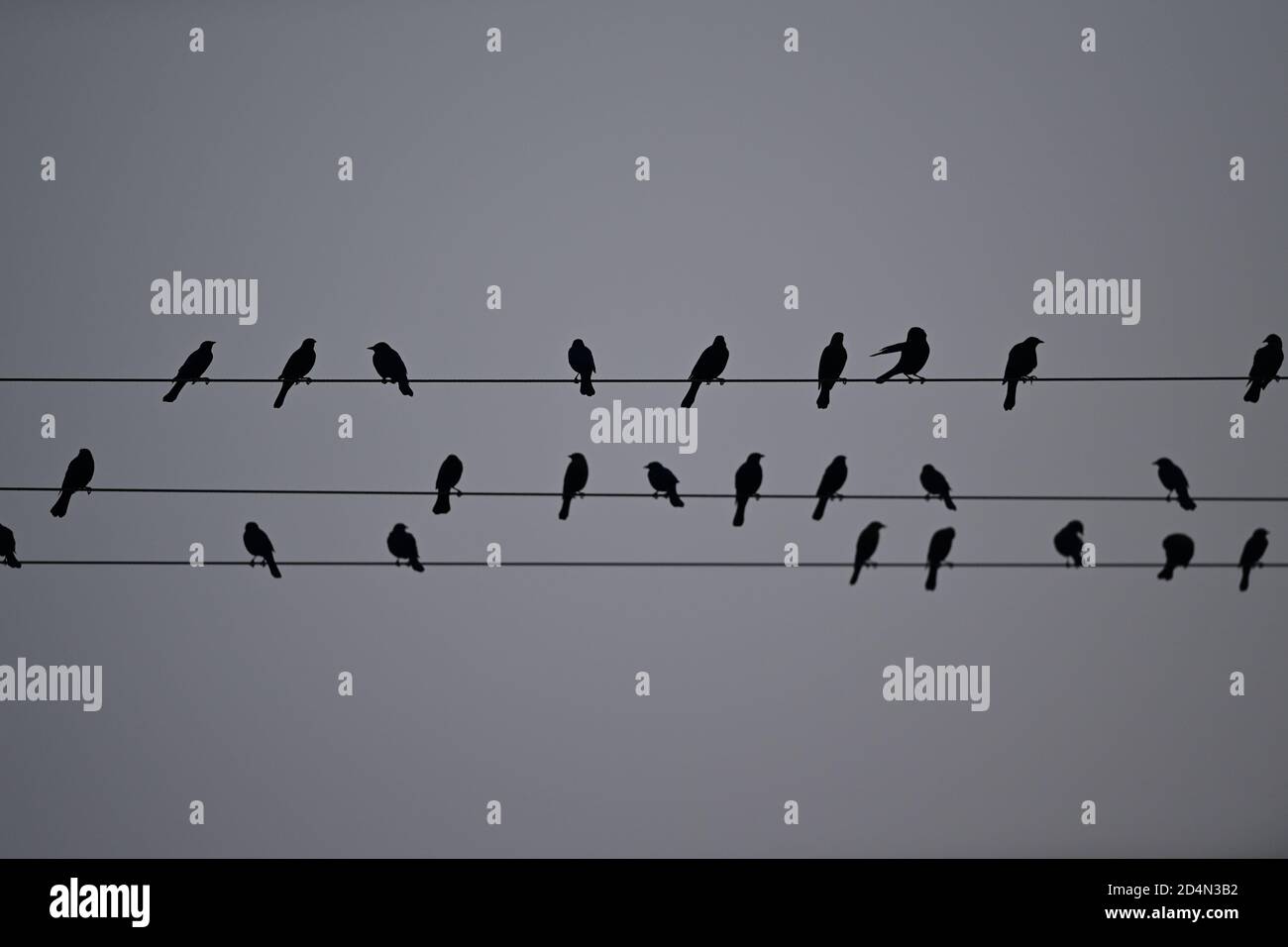 Bird cripping hi-res stock photography and images - Alamy