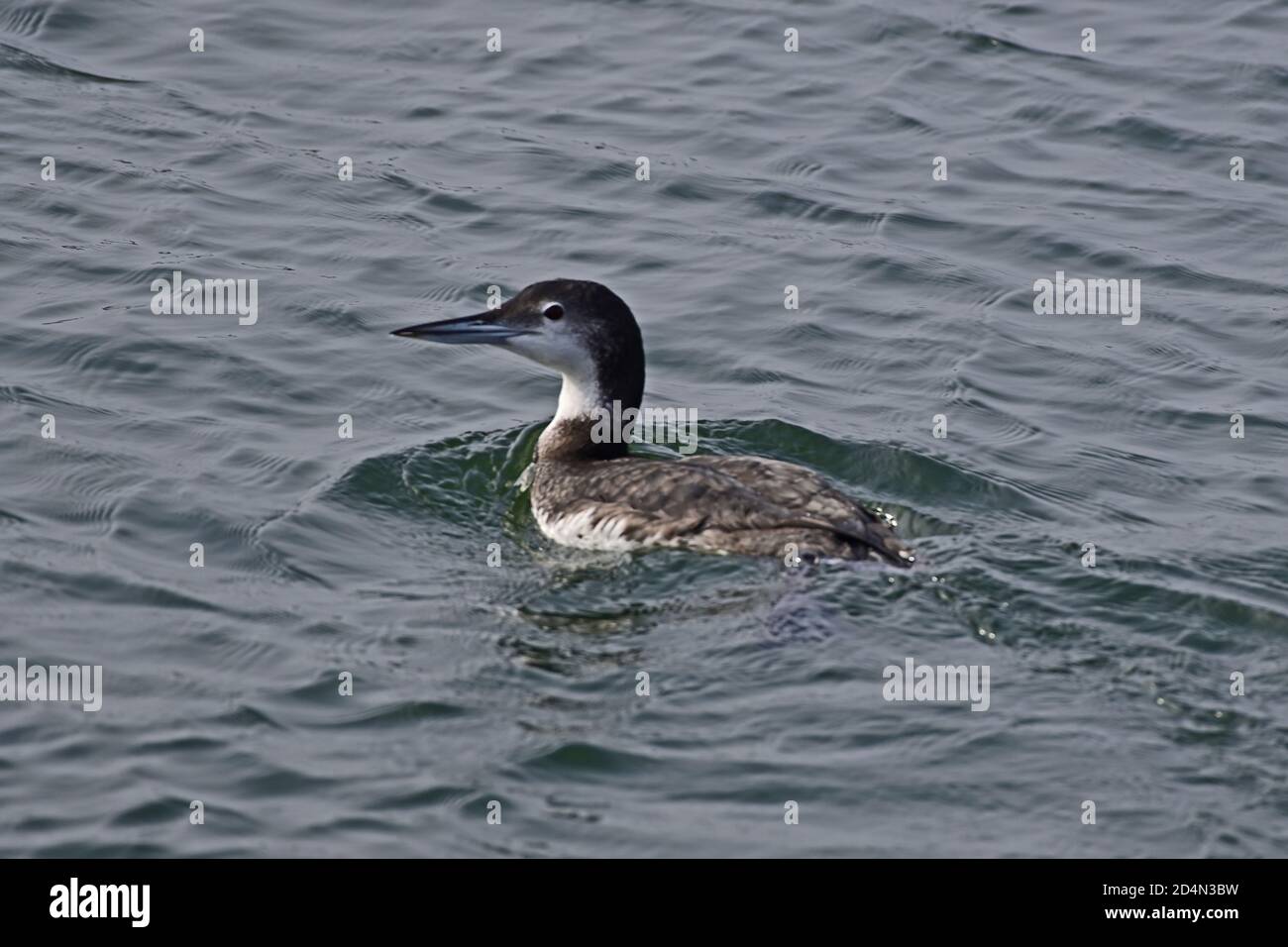 A Common Loon at Moss Landing Harbor Stock Photo - Alamy