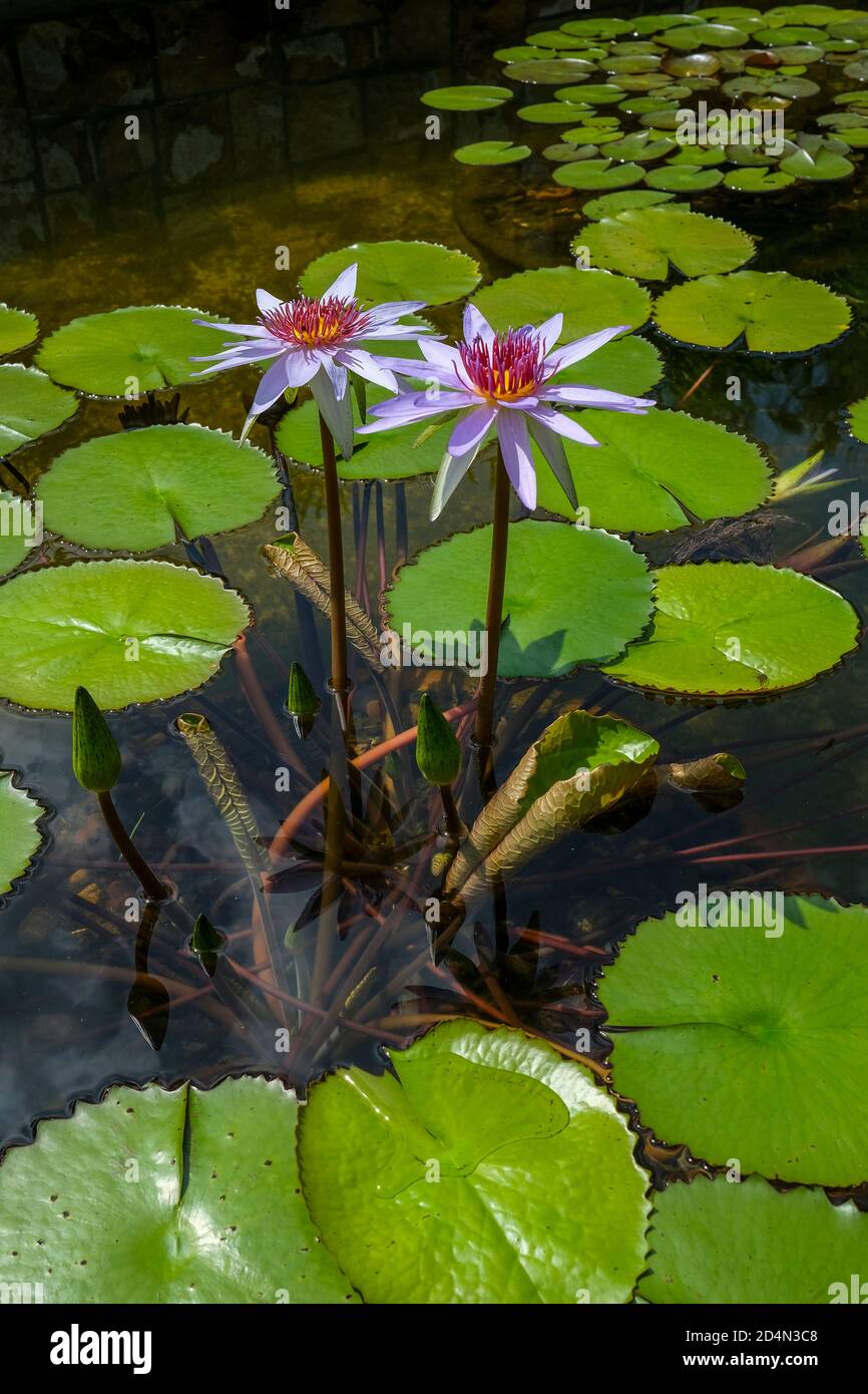 Nymphaea nouchali also known as Nymphaea stellata, dwarf water lily in full bloom Stock Photo ...
