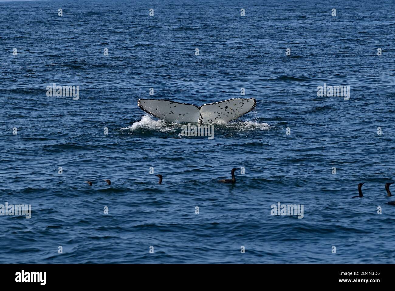 A White Fluke Stock Photo - Alamy