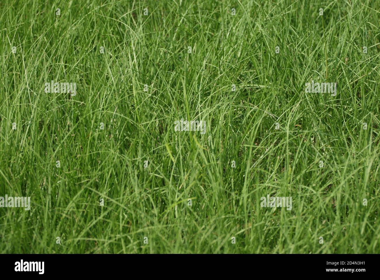 Closeup of long grass, texture for wallpaper or background Stock Photo ...