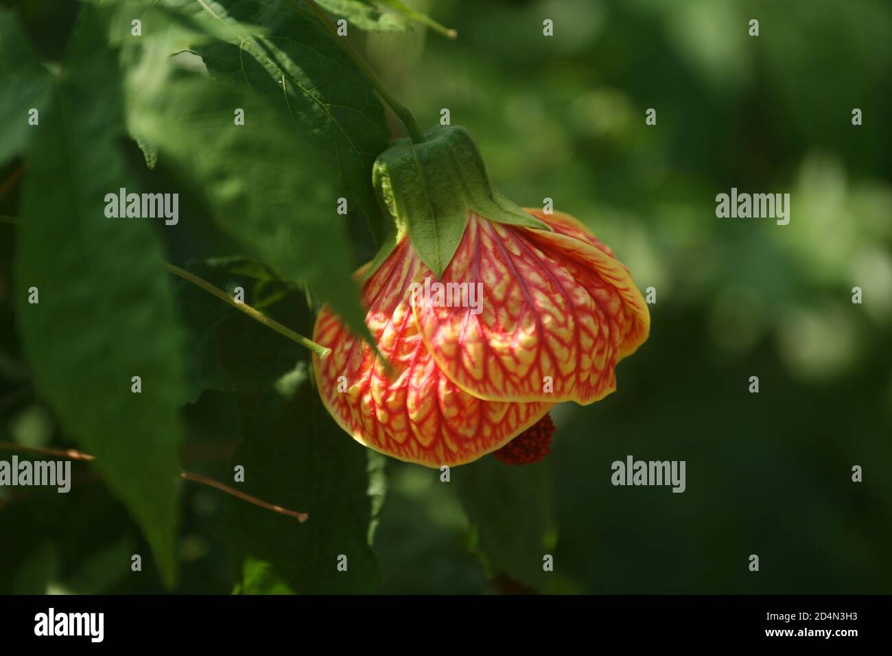 Indian mallow flower hi-res stock photography and images - Alamy