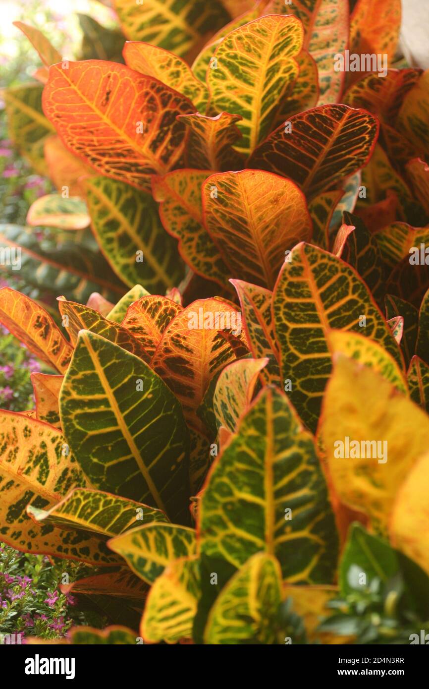 Fire croton hi-res stock photography and images - Alamy