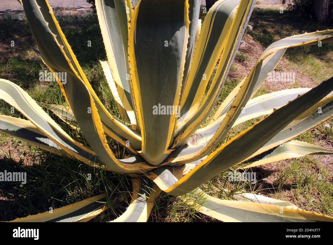 Nature in mexico Stock Photo - Alamy