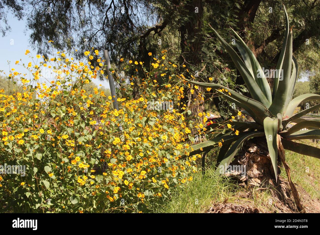Nature in mexico Stock Photo - Alamy