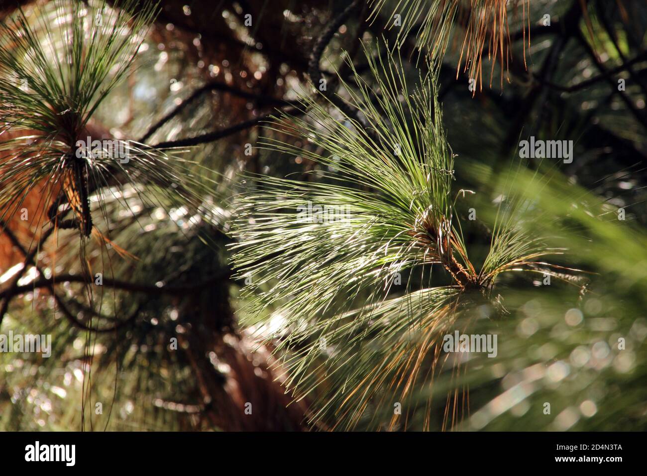 Nature in mexico Stock Photo - Alamy