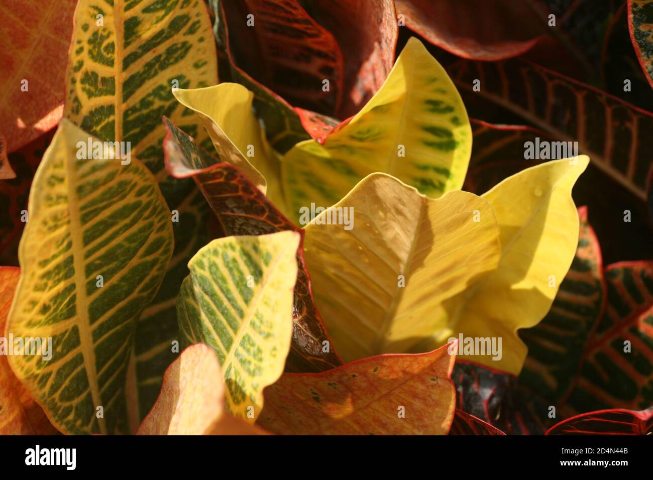 Fire croton hi-res stock photography and images - Alamy