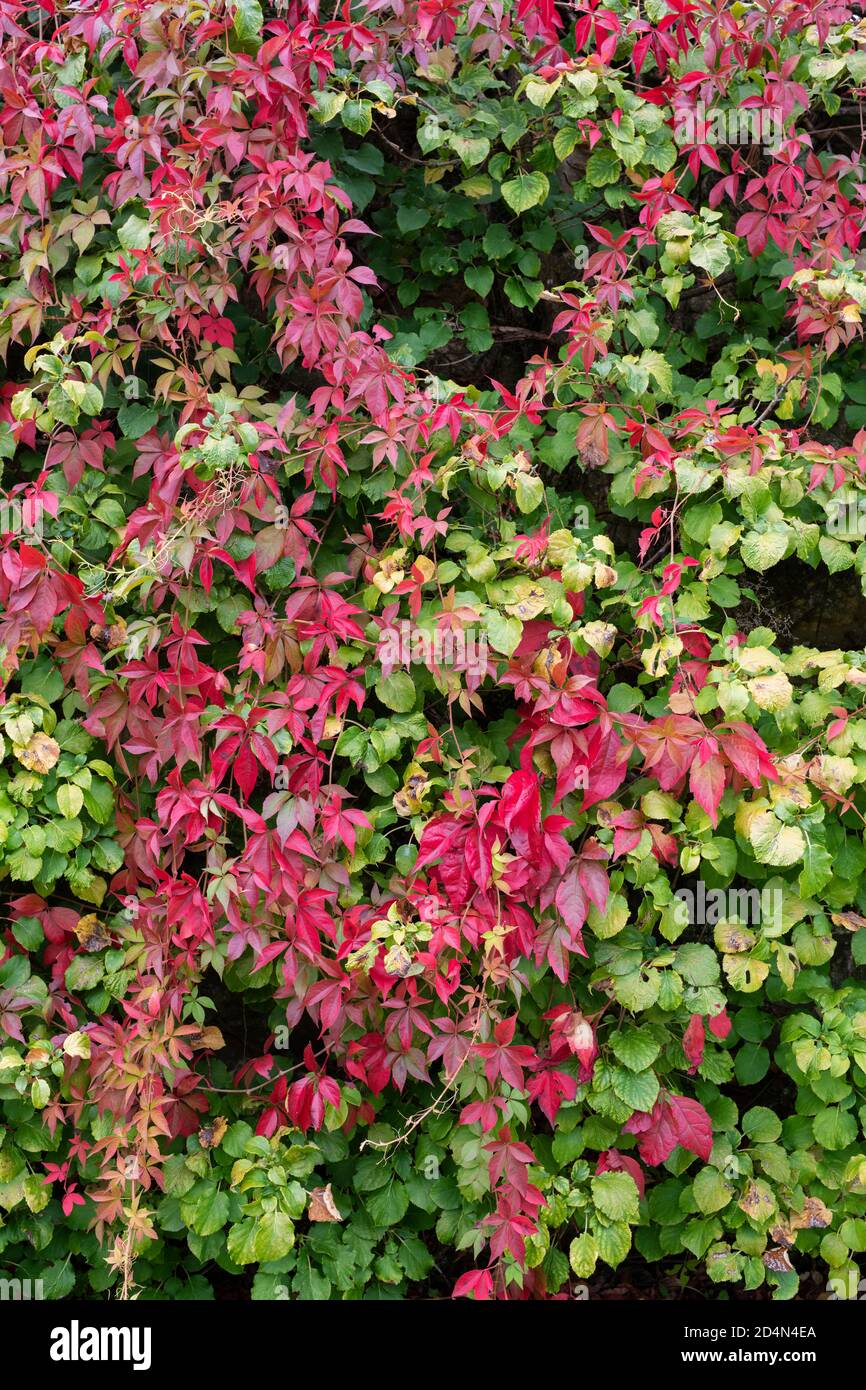 Parthenocissus quinquefolia.Virginia creeper / American ivy covering a ...
