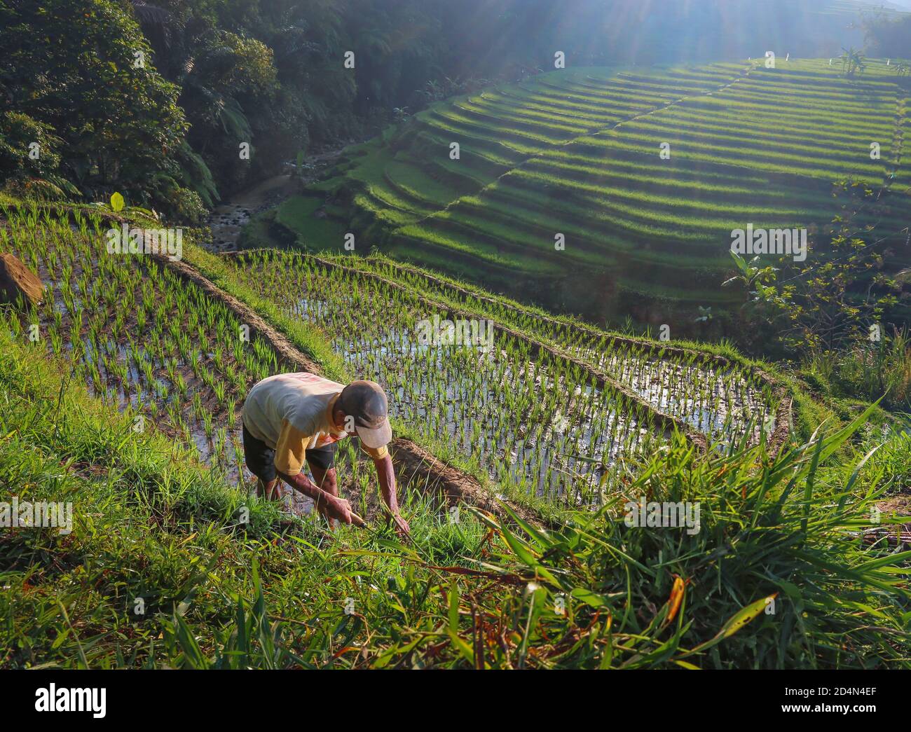 Terraced paddy field hi-res stock photography and images - Alamy