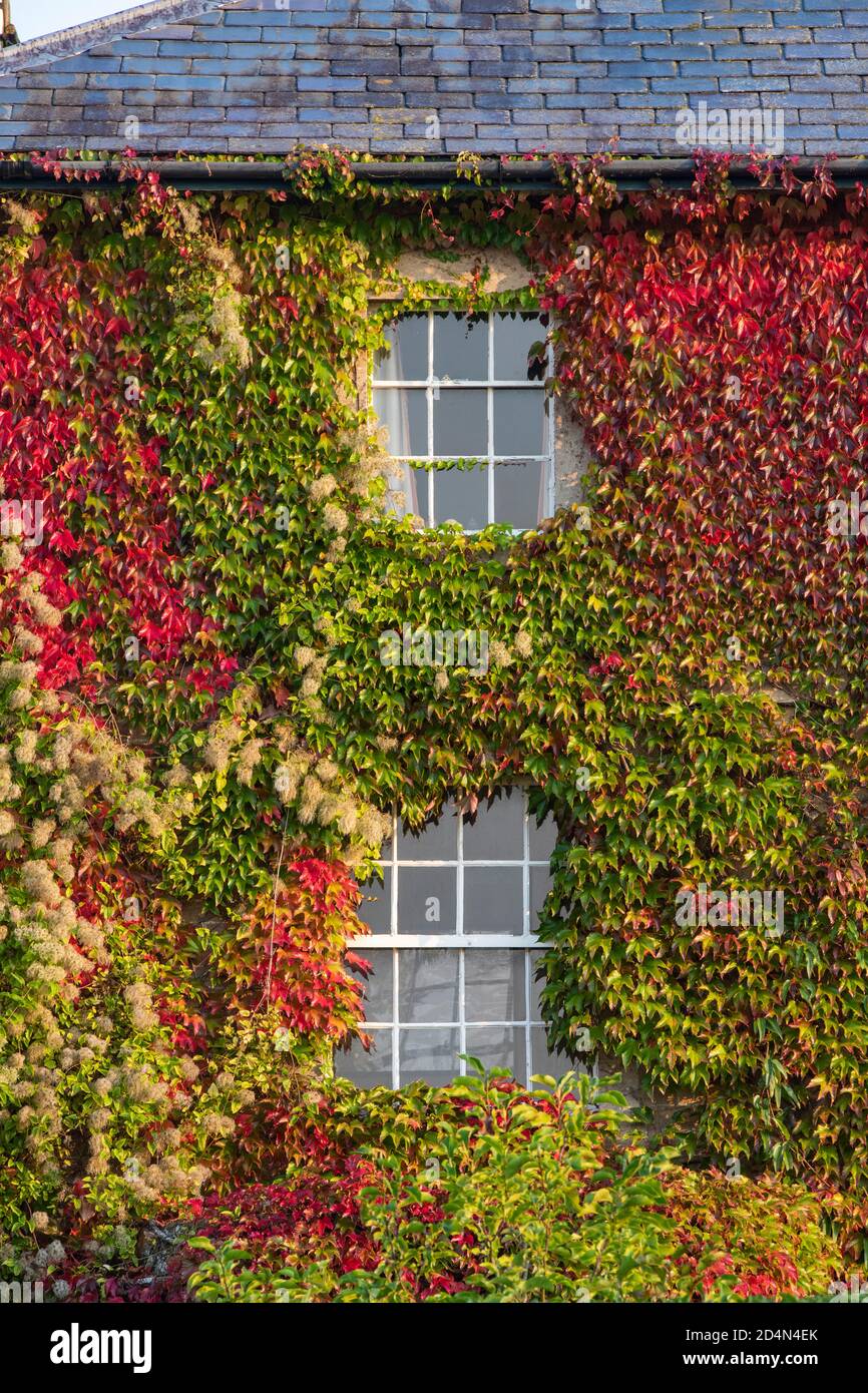 Creeper around windows hi-res stock photography and images - Alamy