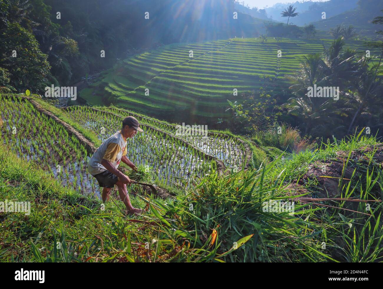 man is picking grass at terraced paddy field Stock Photo - Alamy