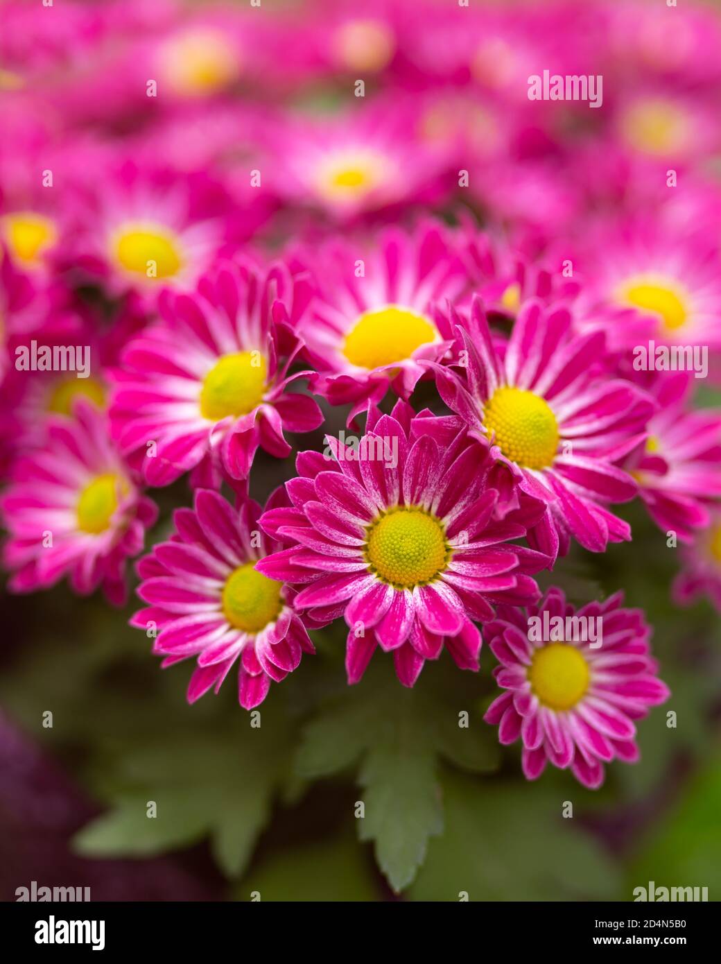 Pot mums hi-res stock photography and images - Alamy