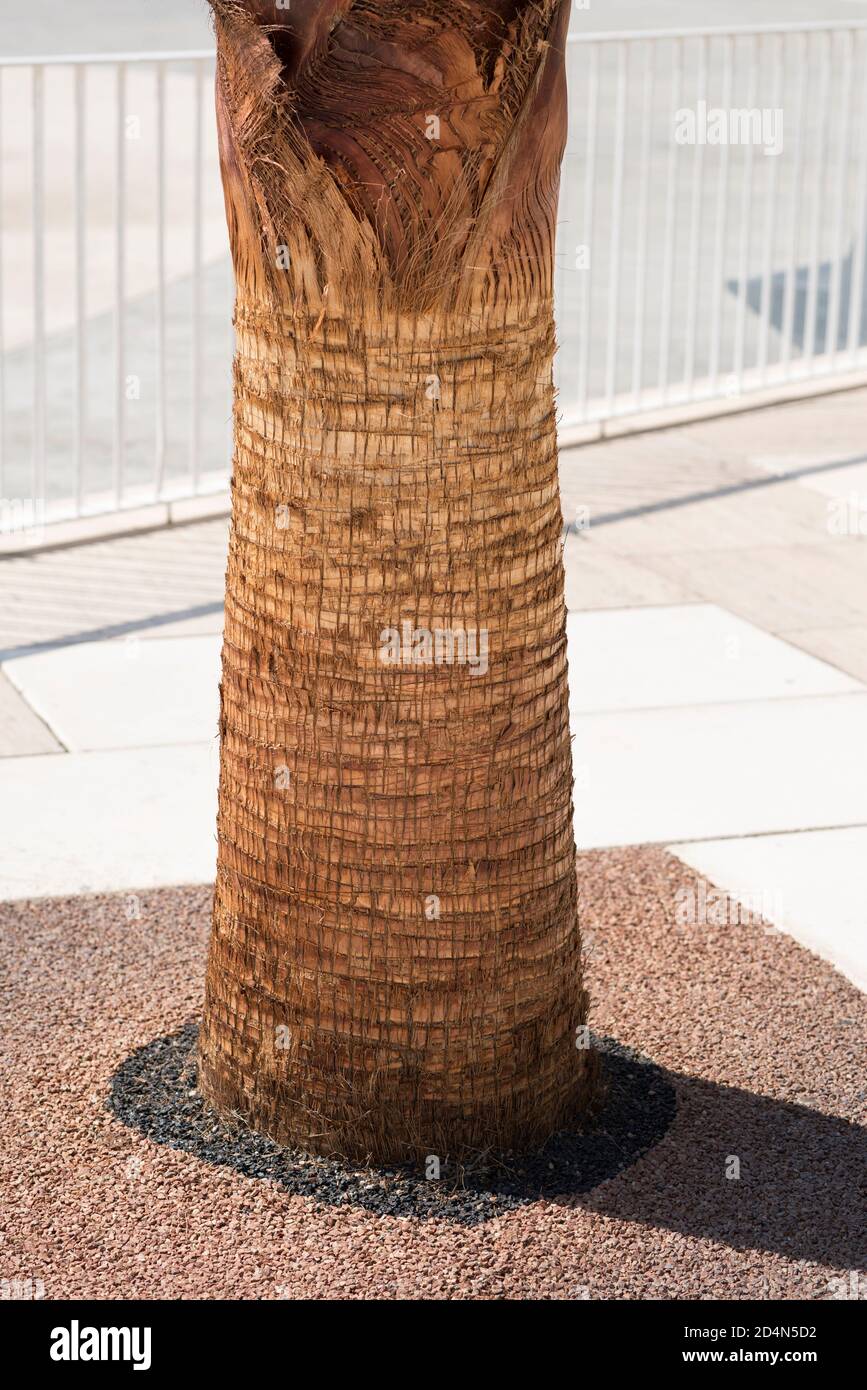 Detail of a tree trunk hi-res stock photography and images - Alamy