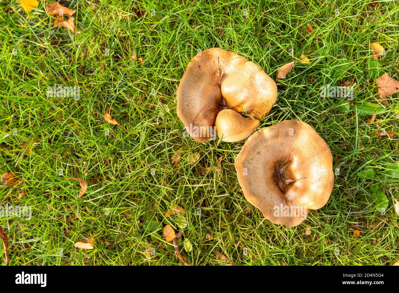 Top view of the grown Paxillus involutus mushrooms in the ground Stock ...